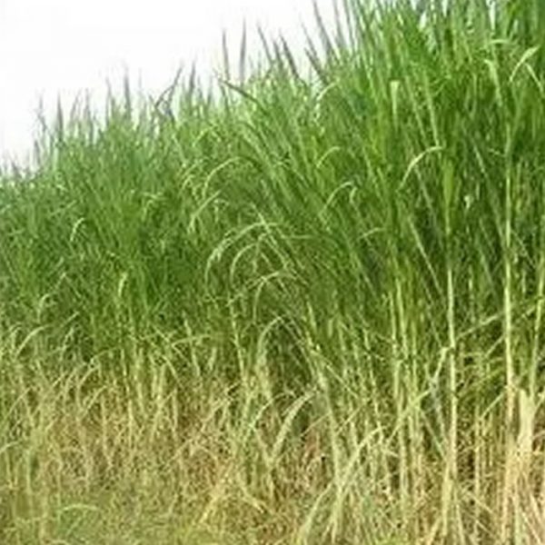 Maralfalfa - ViveroVetiver