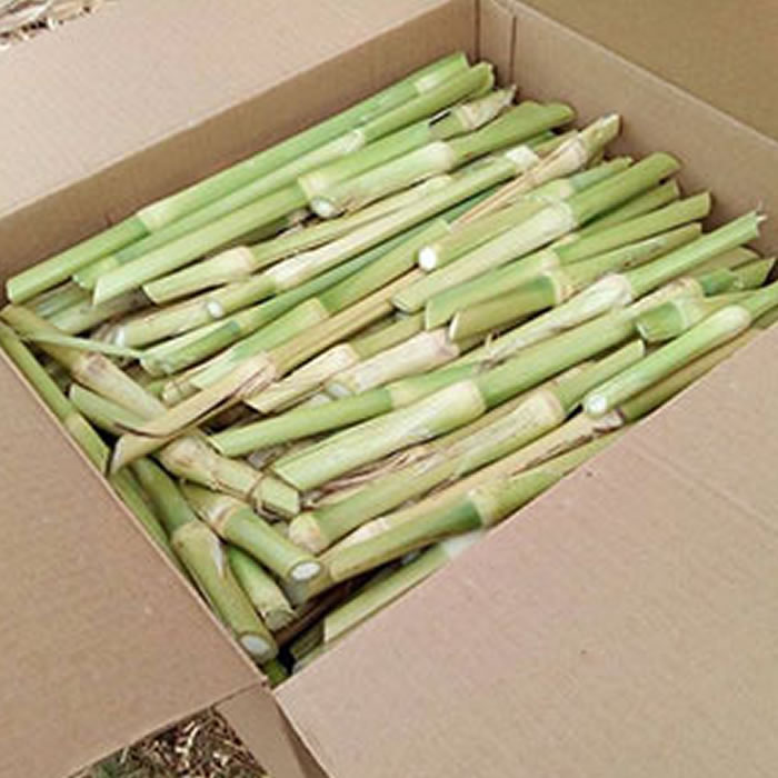 Maralfalfa - ViveroVetiver