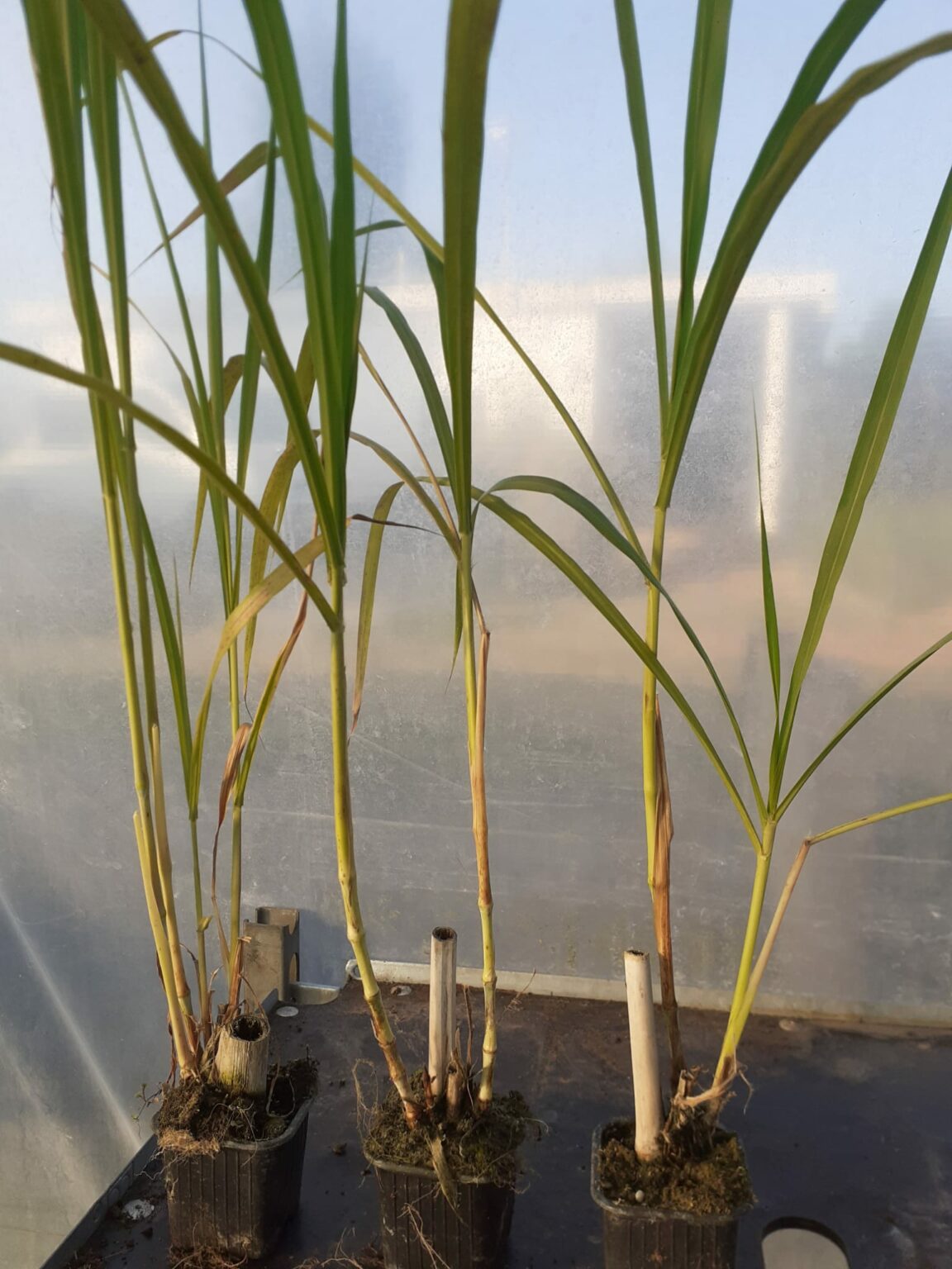 Maralfalfa - ViveroVetiver